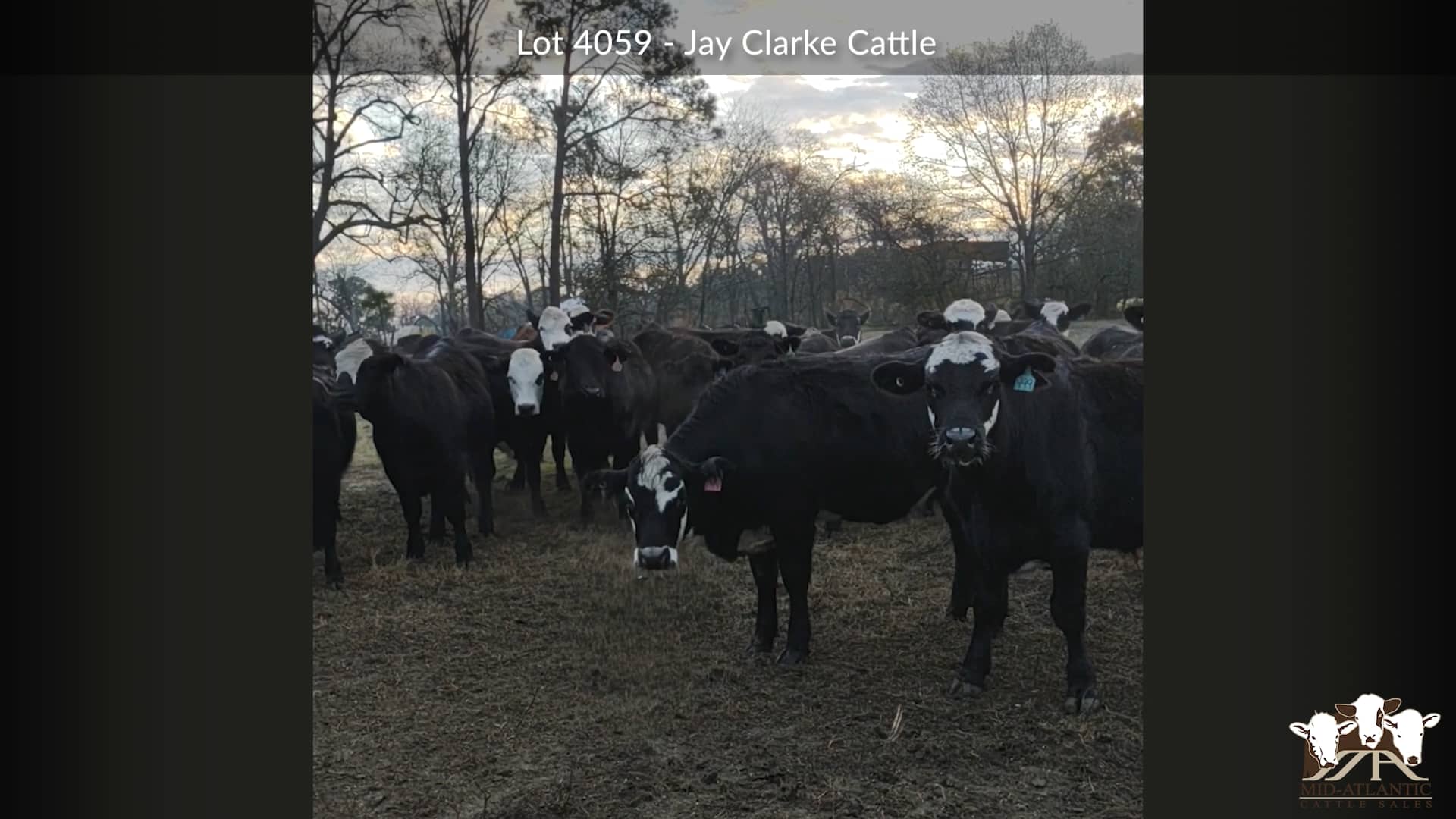 4059-Jay Clarke Cattle on Vimeo