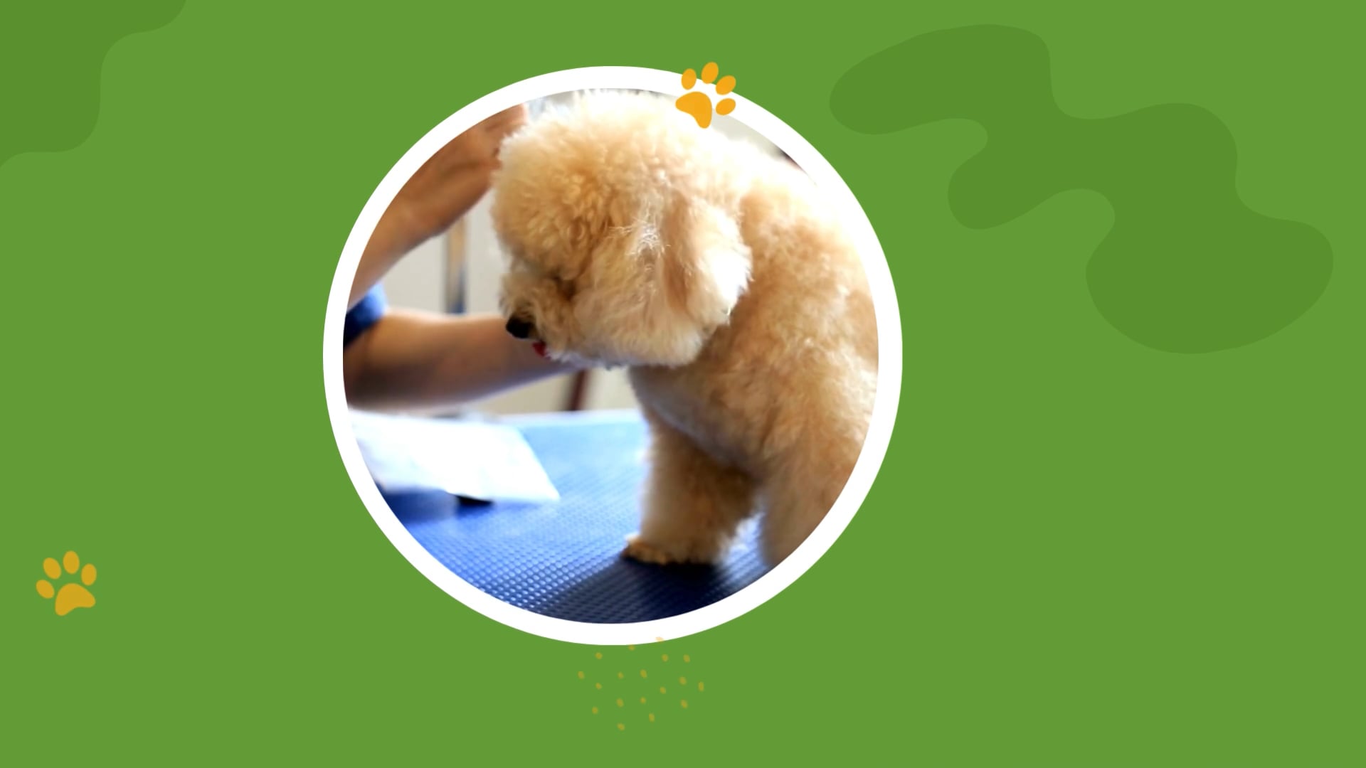 Dog Groomer – Grooming with Danielle