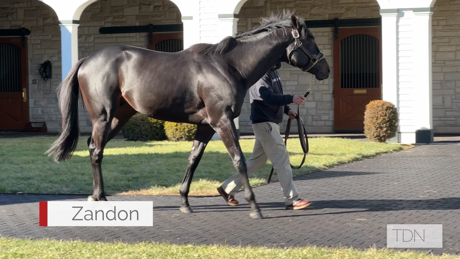 TDN Stallions: Zandon