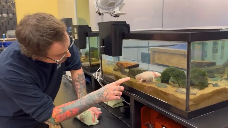 Axolotl with a Rare Mutation! on Vimeo