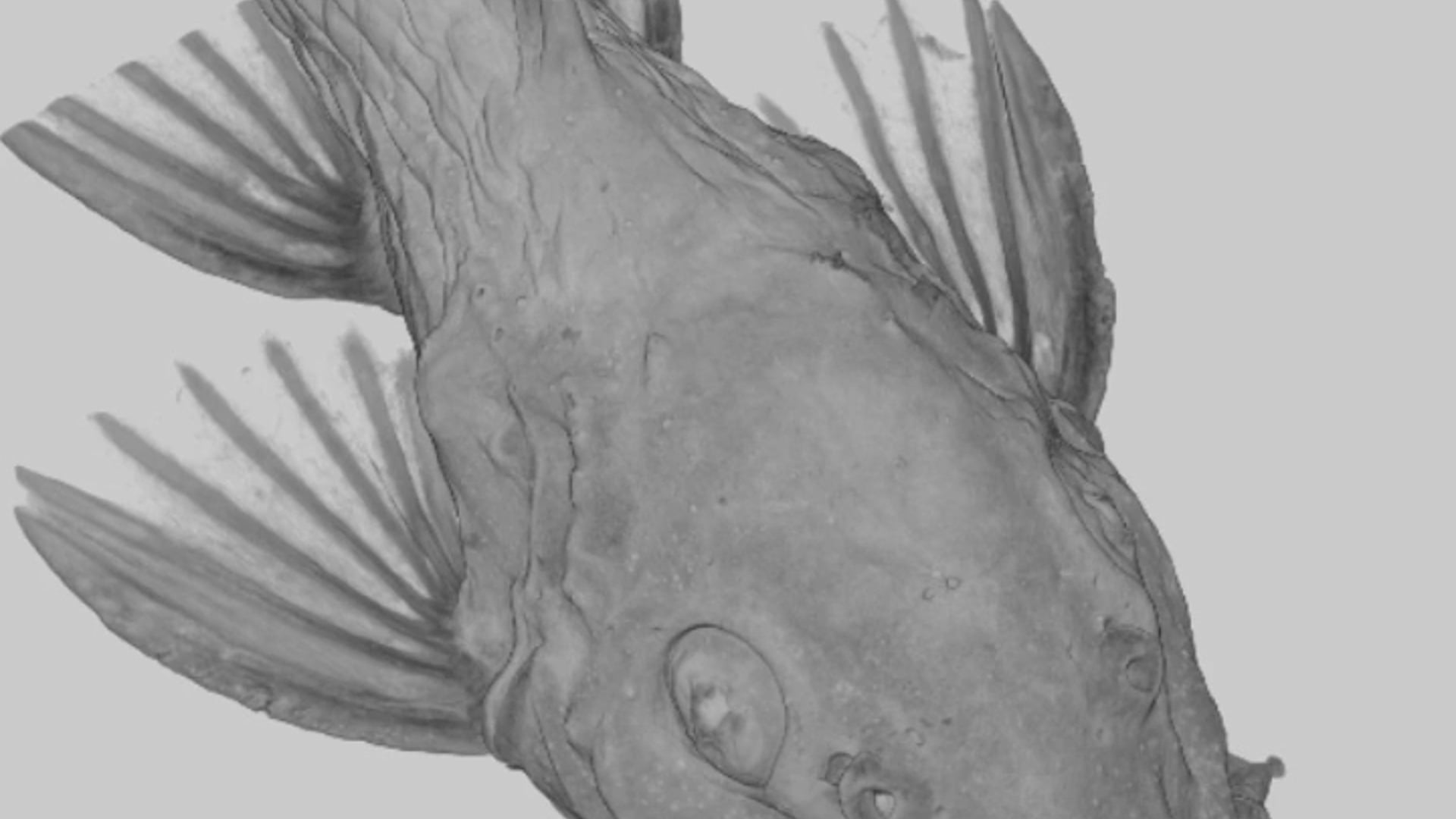 3D High-Resolution Episcopic Microscopy (HREM) | Indigo Scientific