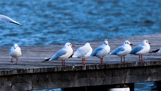 Pier, Birds, Seagulls. Free Stock Video - Pixabay