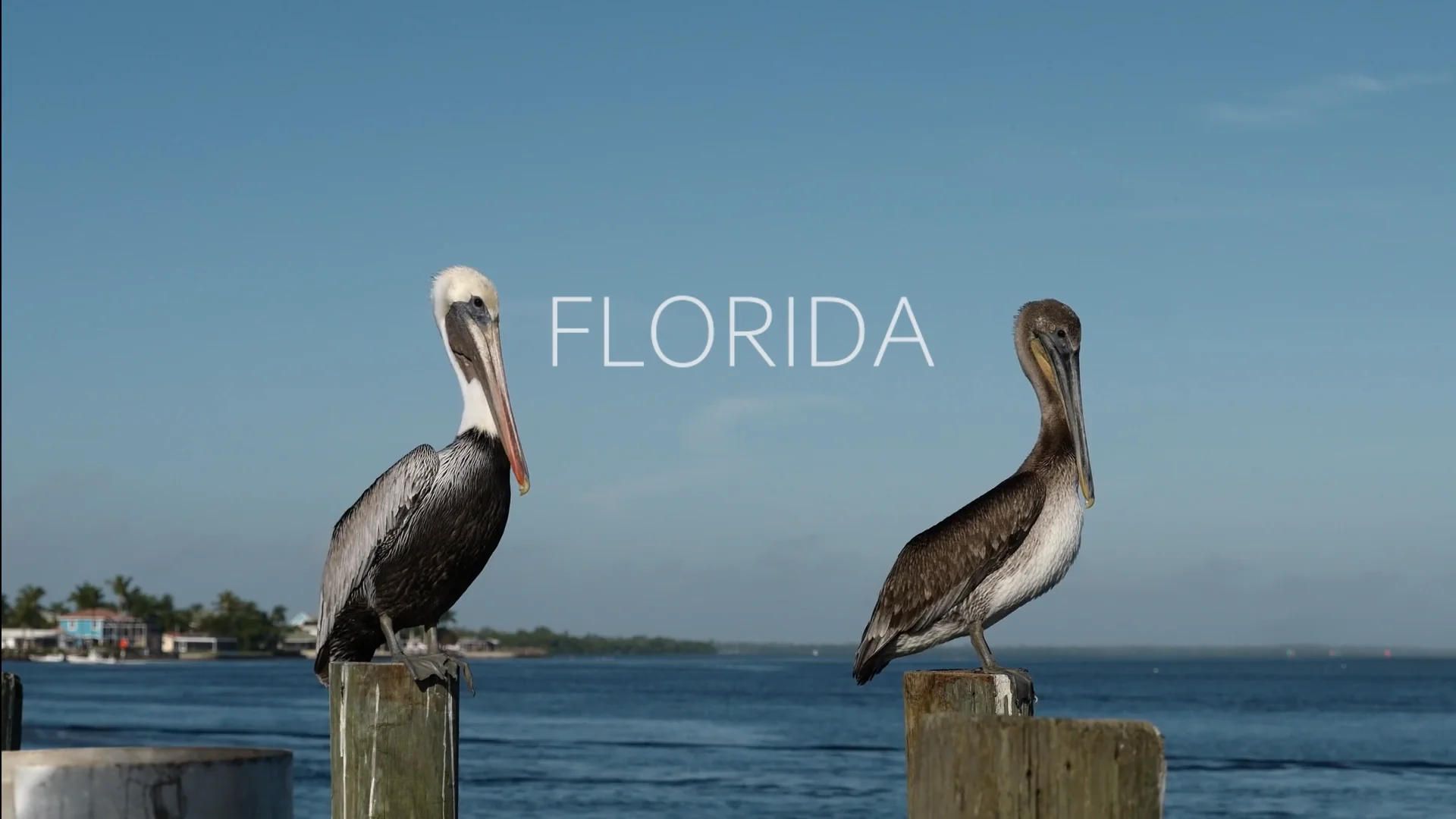 FMP 255 Final Project on Vimeo
