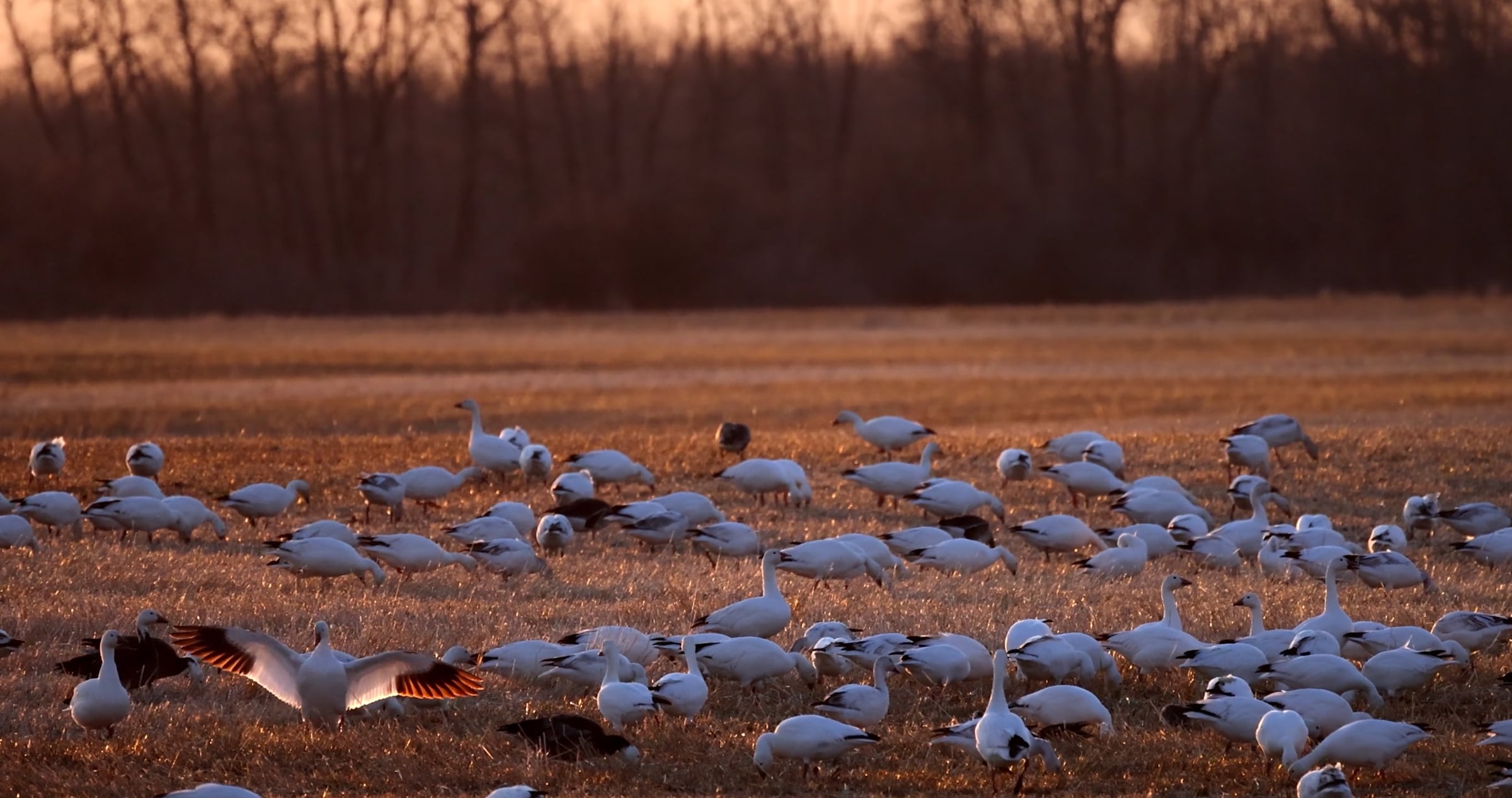 Snow Goose Festival Promo 1