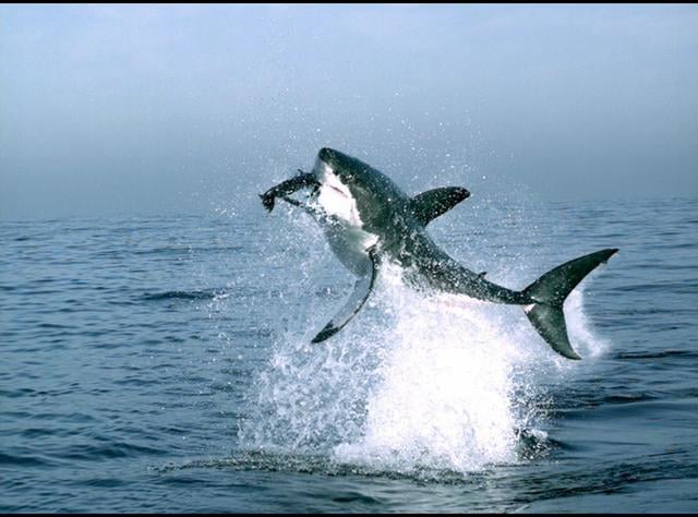 Great White Shark catches Prey on Vimeo