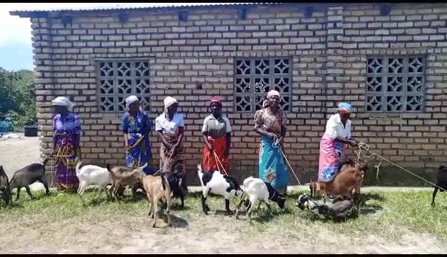 Widows from Dedza district in Malawi receive goats and offer thanks. on ...