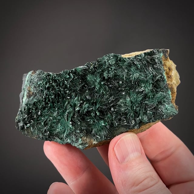 Old Collection Auction!