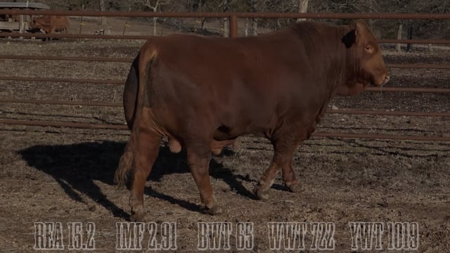VRHOLDEN HEART BREAKER - Junior Bull - Scurred - Premier Livestock Auctions