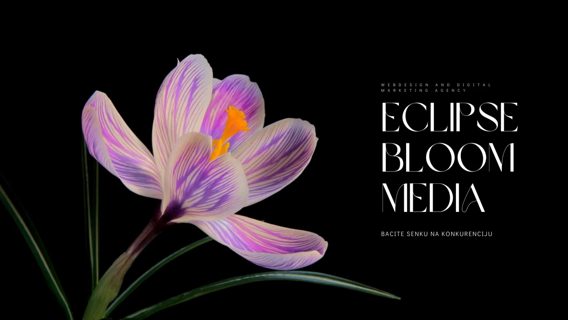 Eclipse Bloom on Vimeo
