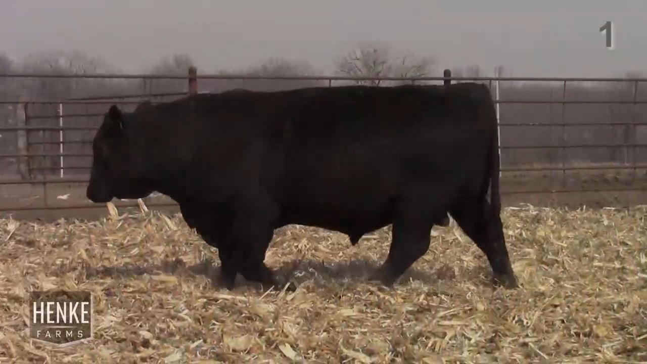 Reference Sires | Henke Angus Farms