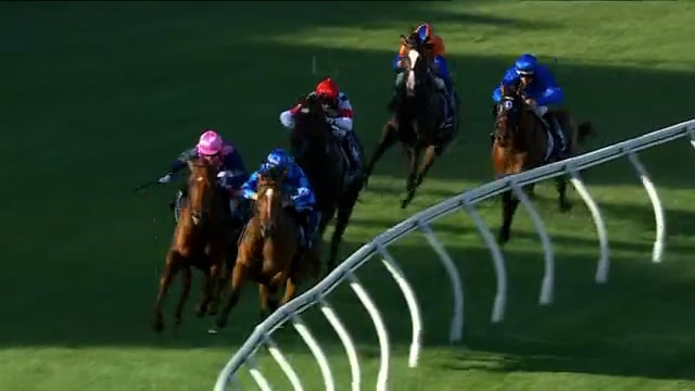 Shalaa - Stallion | Breednet