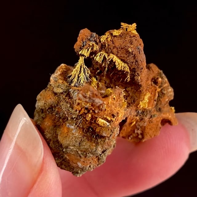 Gold (UNIQUE WIRES !) on Limonite | Placerville, Placerville Mining ...