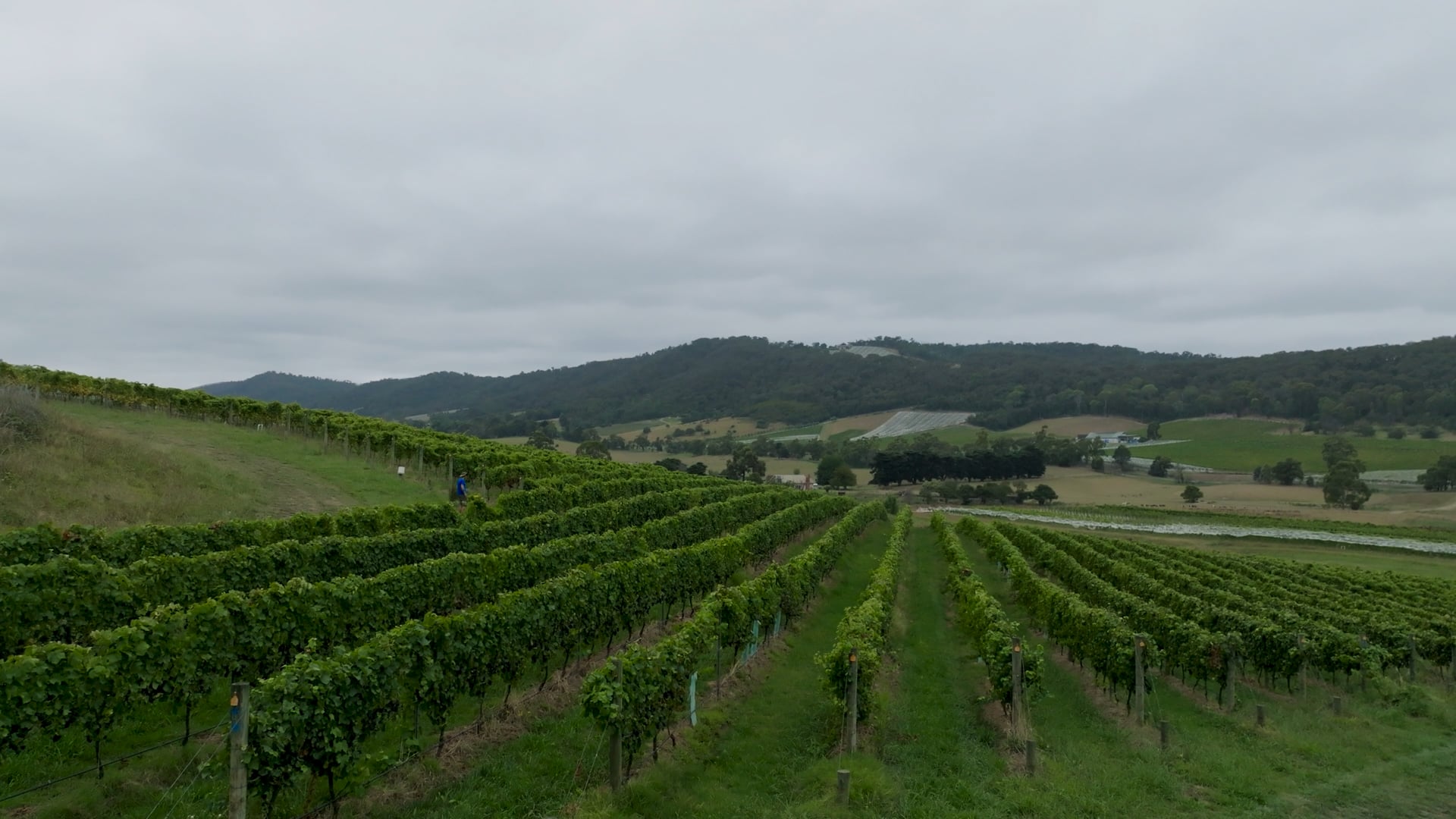 Clowns in the Rain: Yarra Valley Single Vineyard Pinot Noir