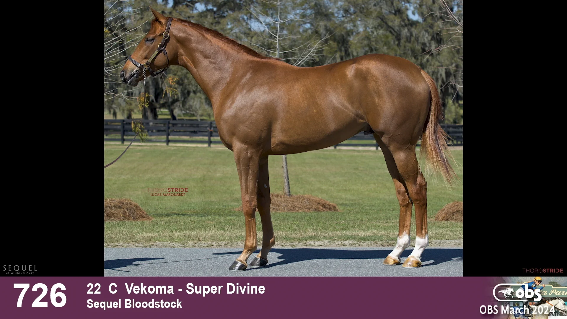 OBSMAR24_Hip 726_Super Divine 22 - OBS on Vimeo