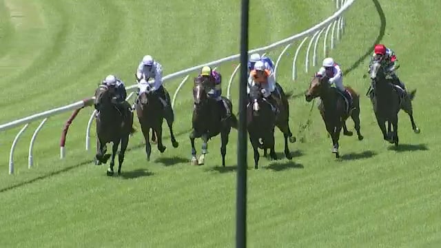 Reliable Man - Stallion | Breednet