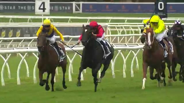 Prized Icon - Stallion | Breednet