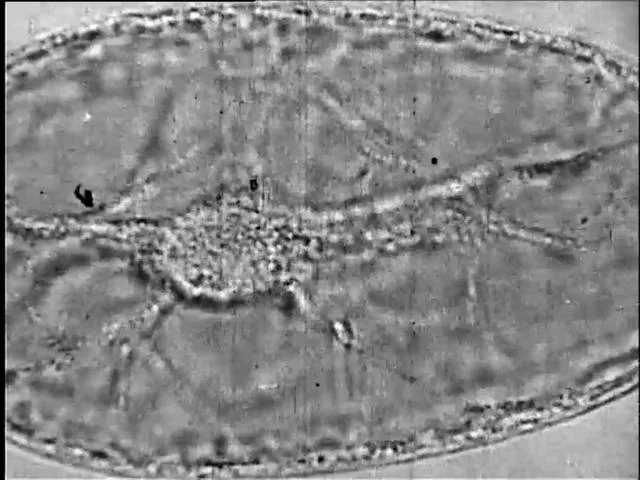 Stream of Protoplasm in Plant Cells
