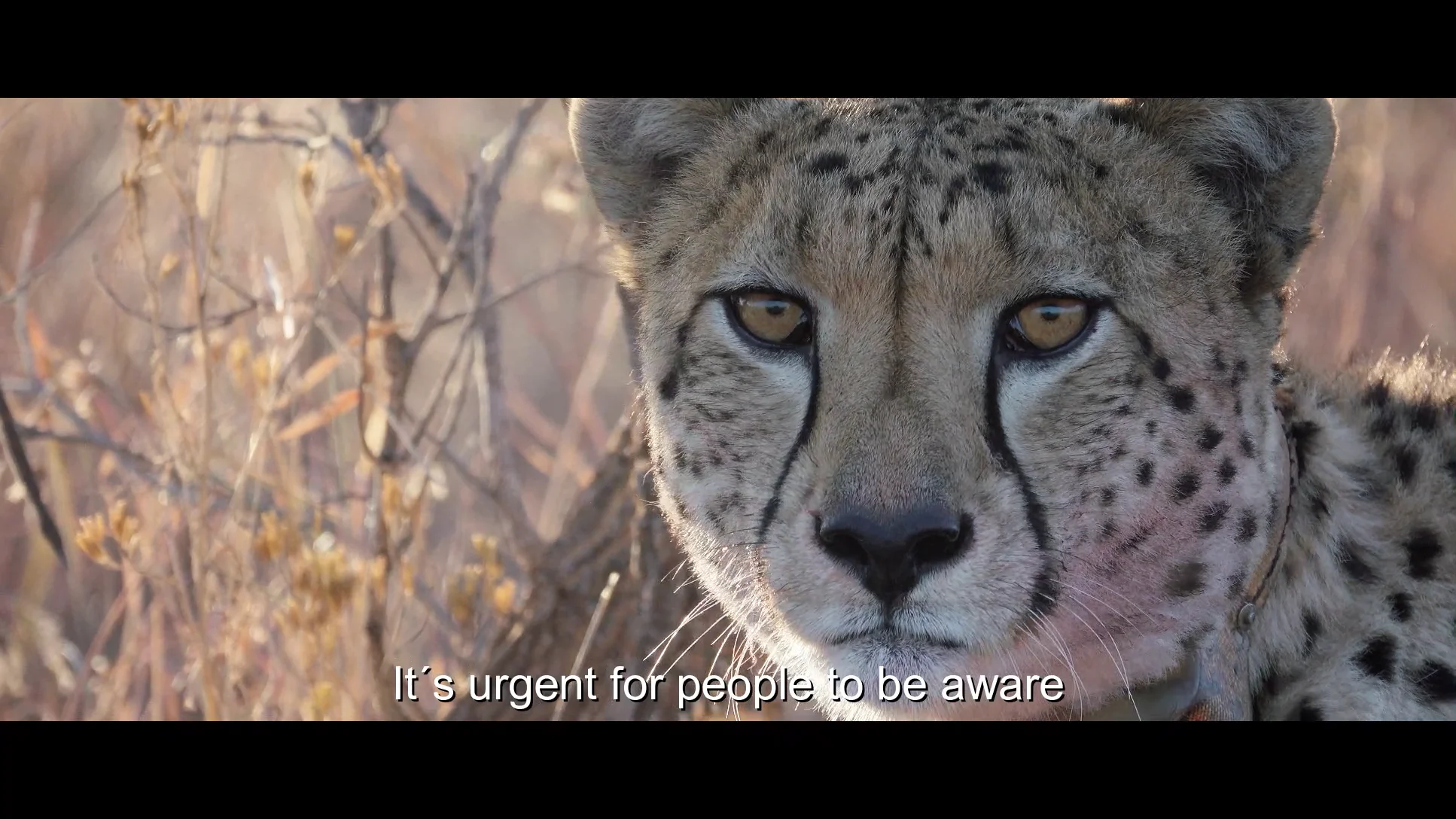 Watch A new perspective - A Nature Conservation Documentary Online ...