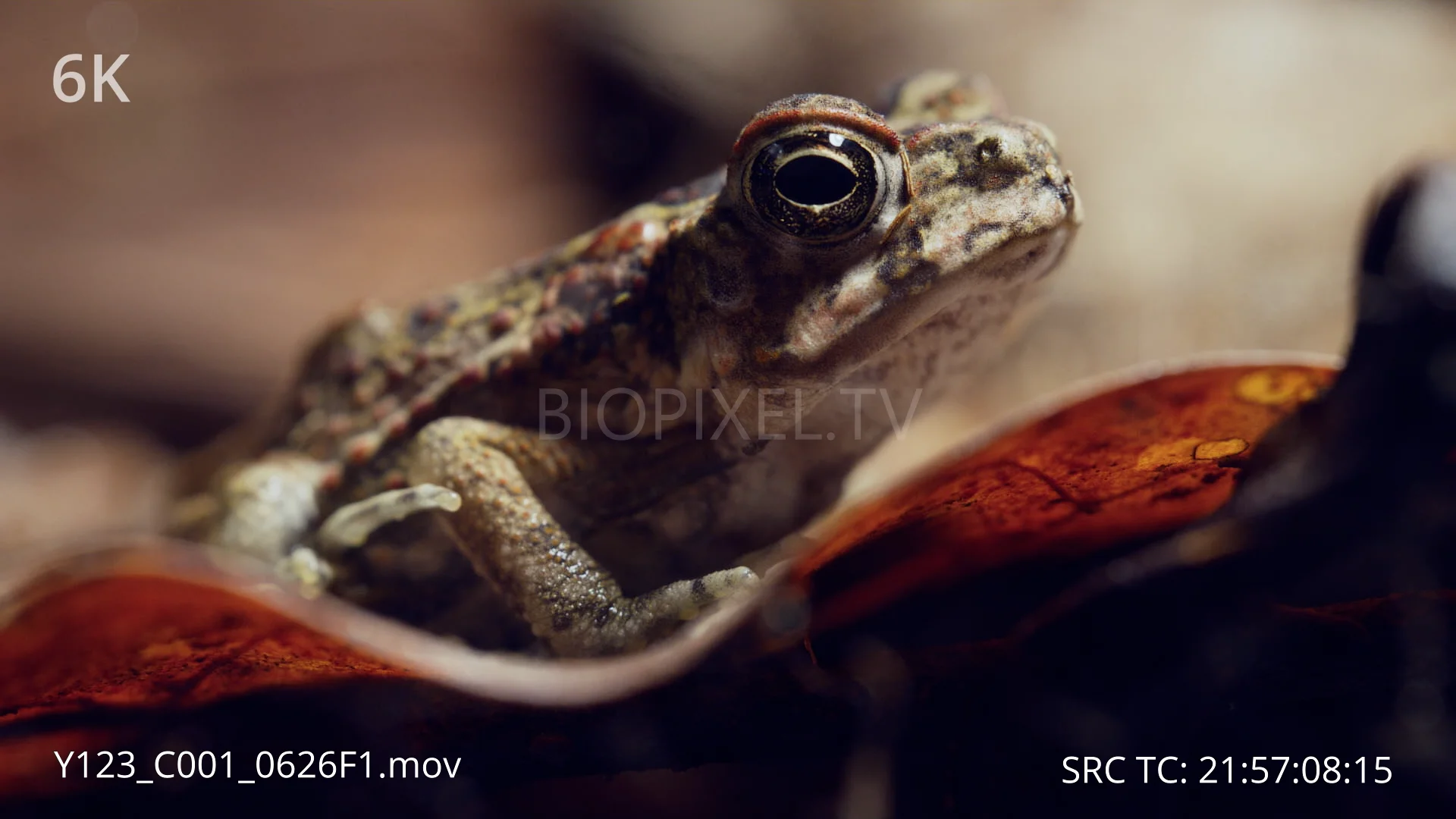 4K Amphibians - Cane Toadlets macro 1 on Vimeo