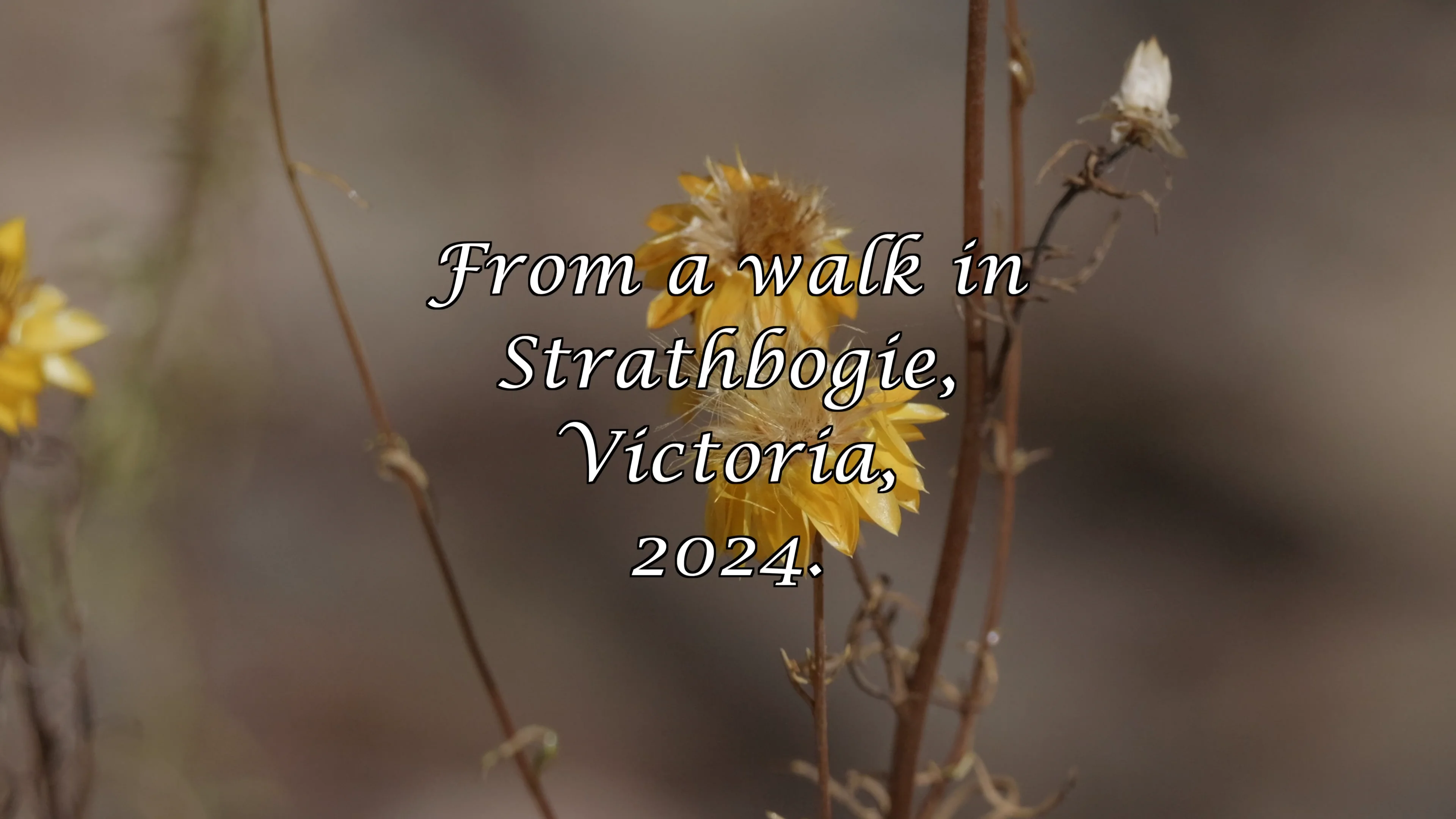 From a walk in Strathbogie, Victoria, 2024 on Vimeo