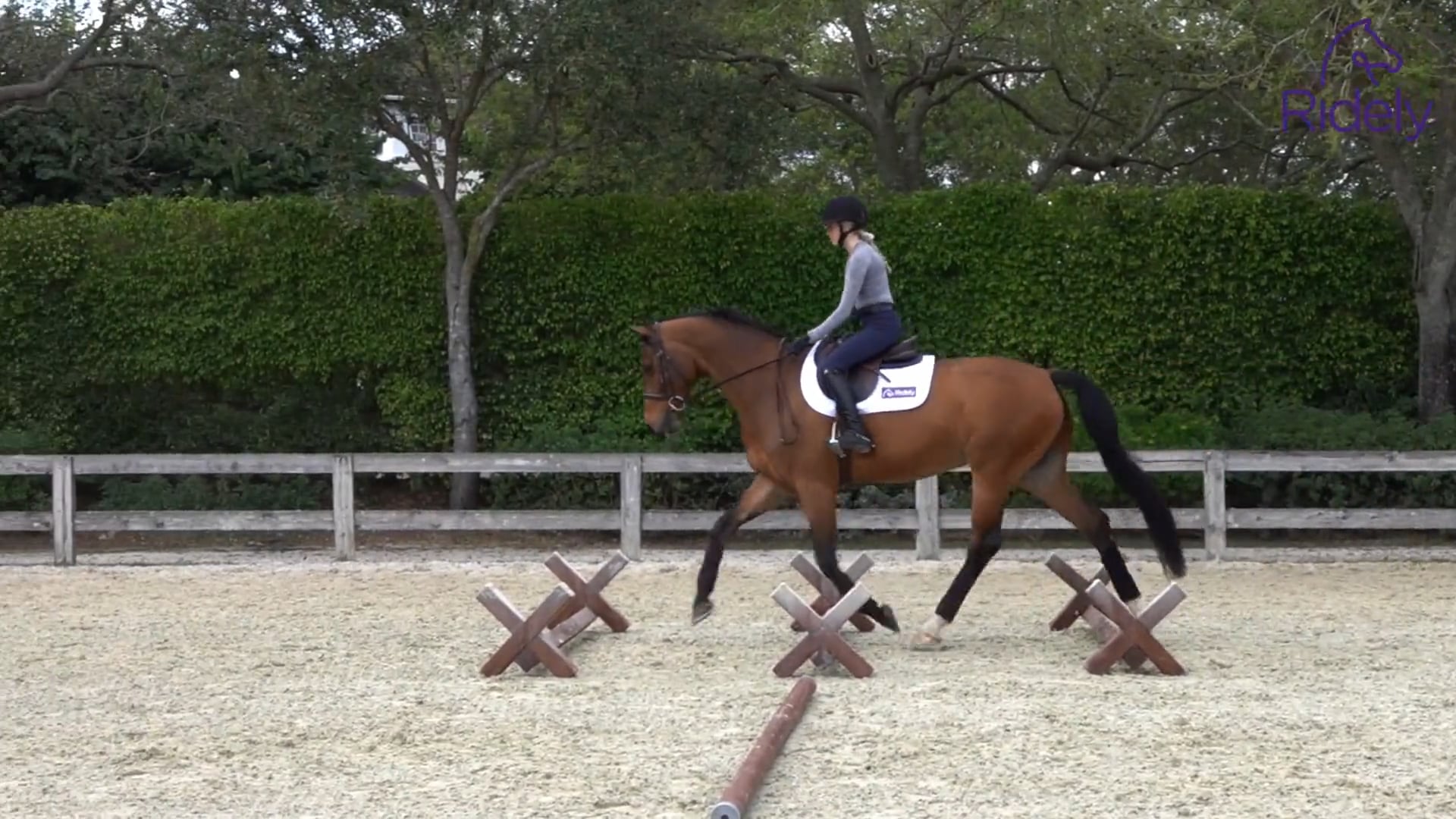 Cavaletti for Jumpers | Ridely