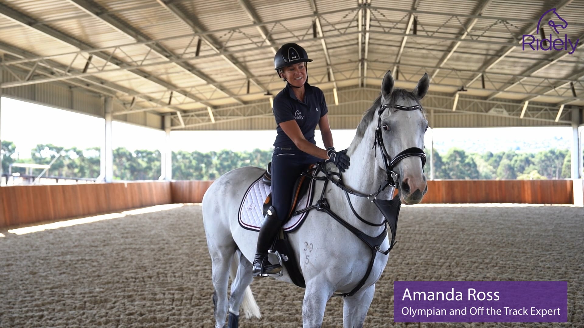 Meet Romeo the Off the Track Thoroughbred | Ridely