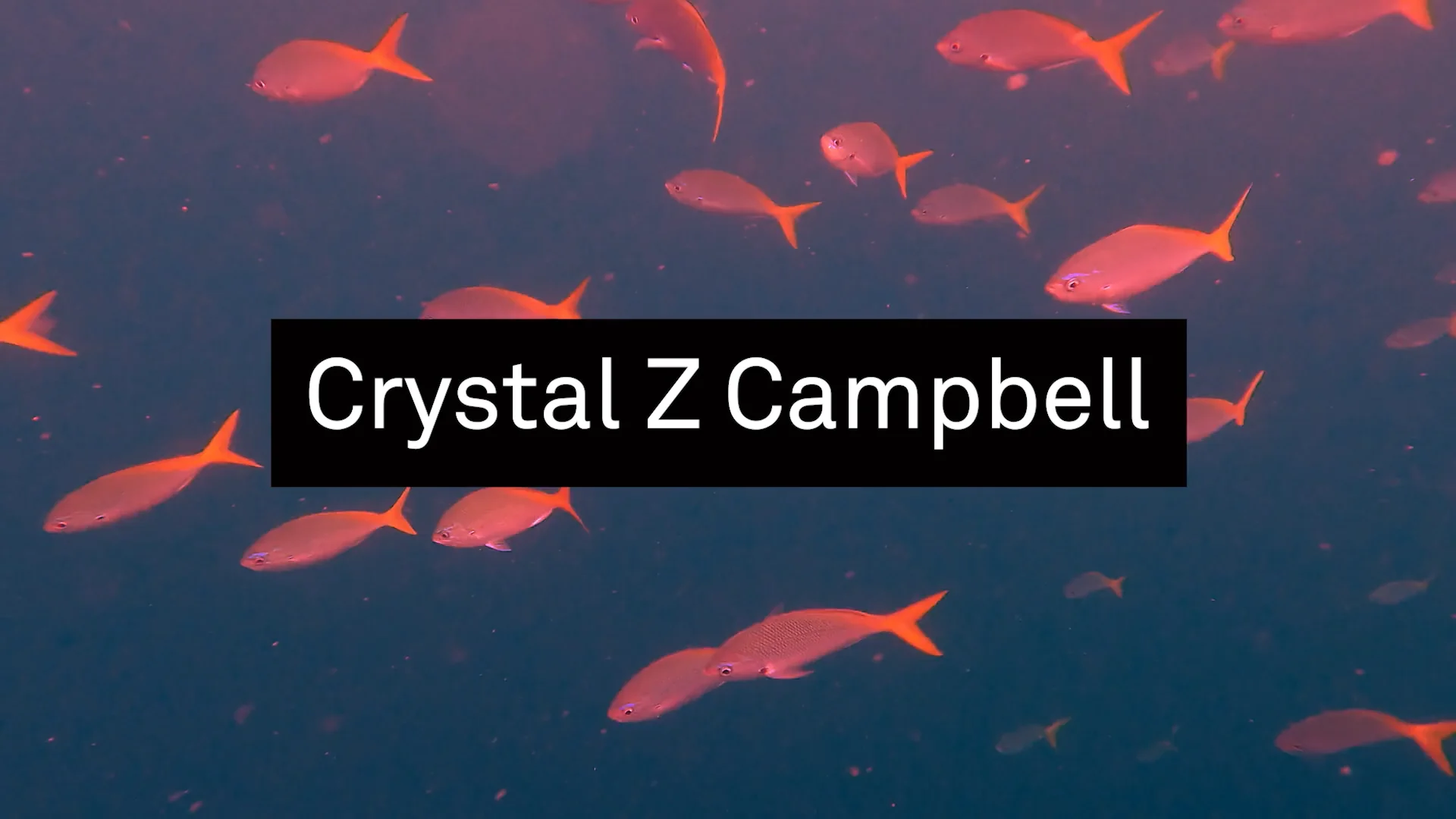 UVP Presents: Crystal Z Campbell on Vimeo
