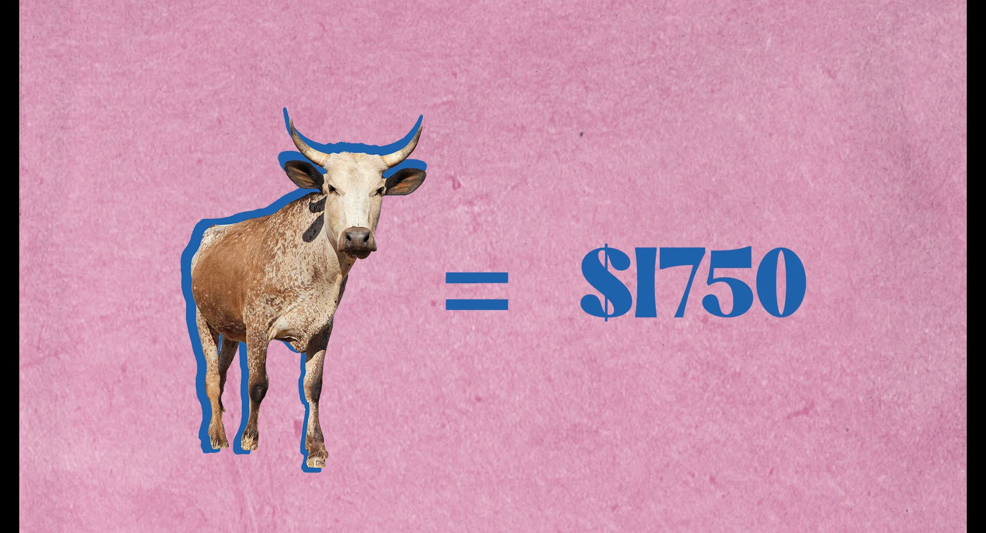 No Vows No Cows Trailer