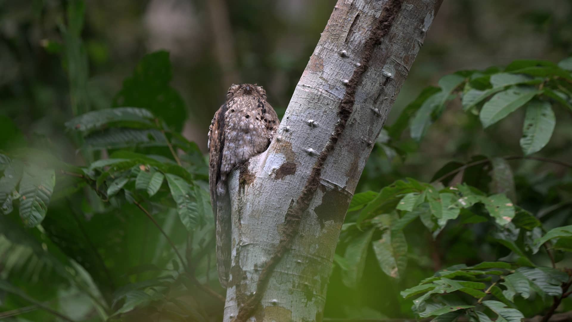 Nesting Common Potoo on Vimeo