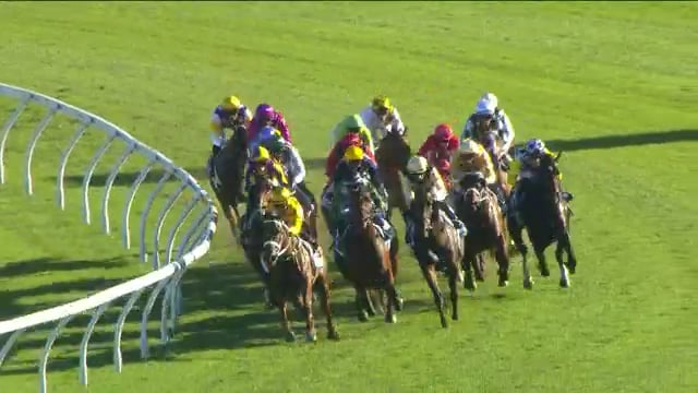 Reliable Man - Stallion | Breednet