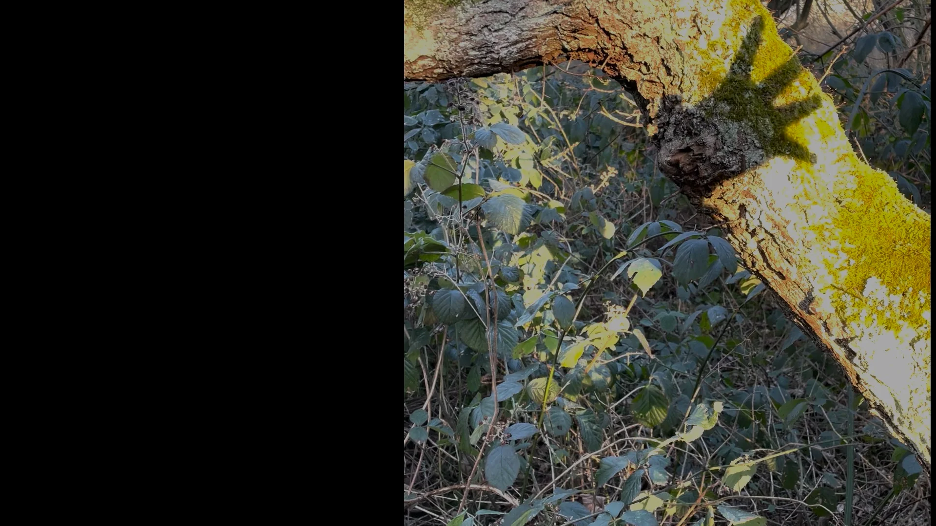 Shadow Play on Vimeo