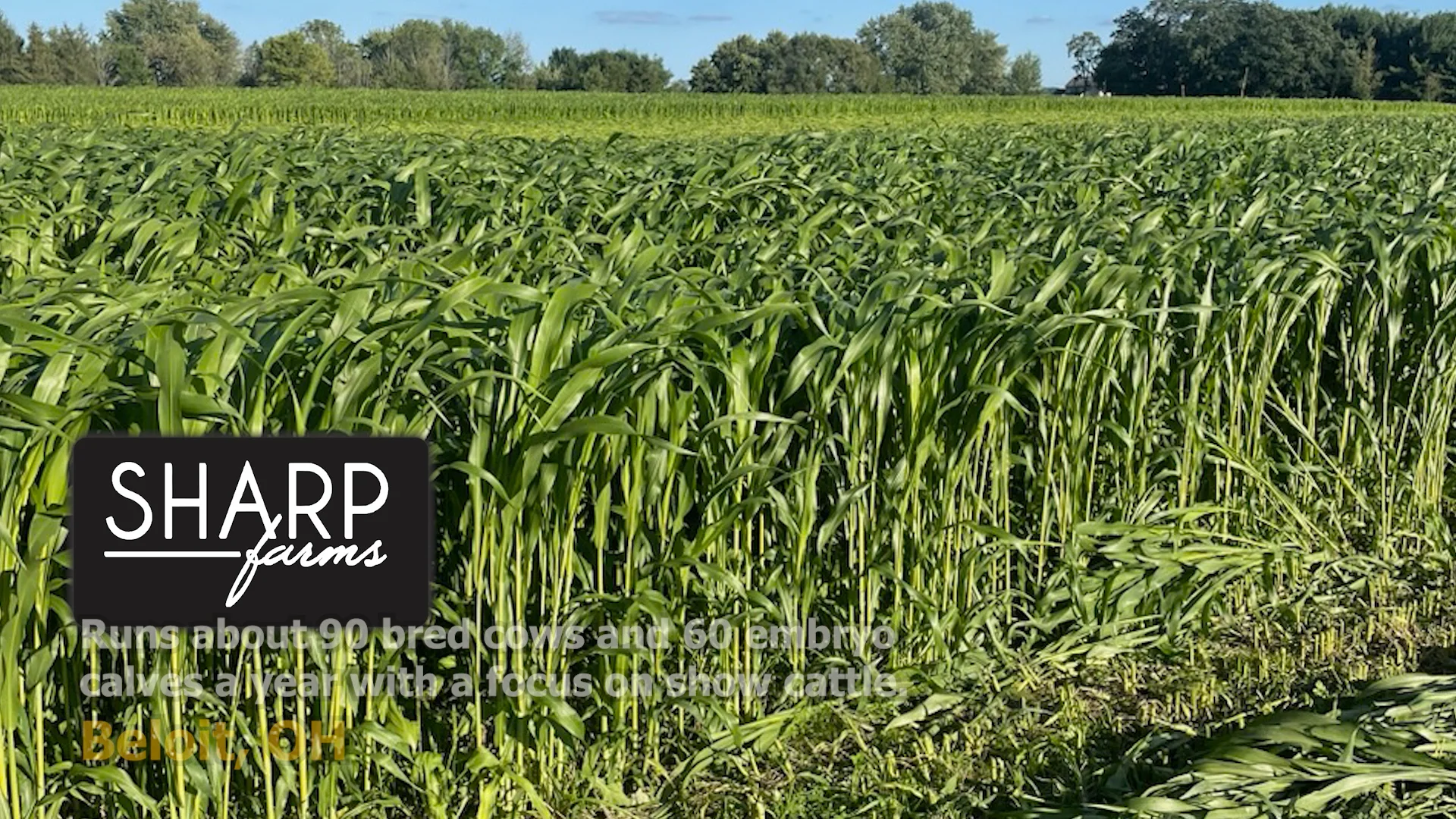 Sharp Farms-Greg Sharp-v1 on Vimeo