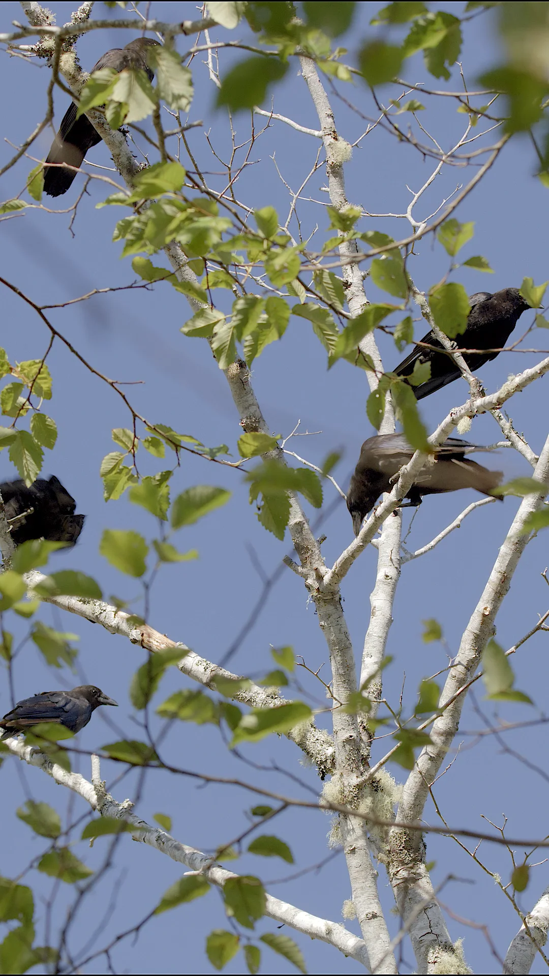 ELC: Hiking :15 (Vertical) 2 on Vimeo