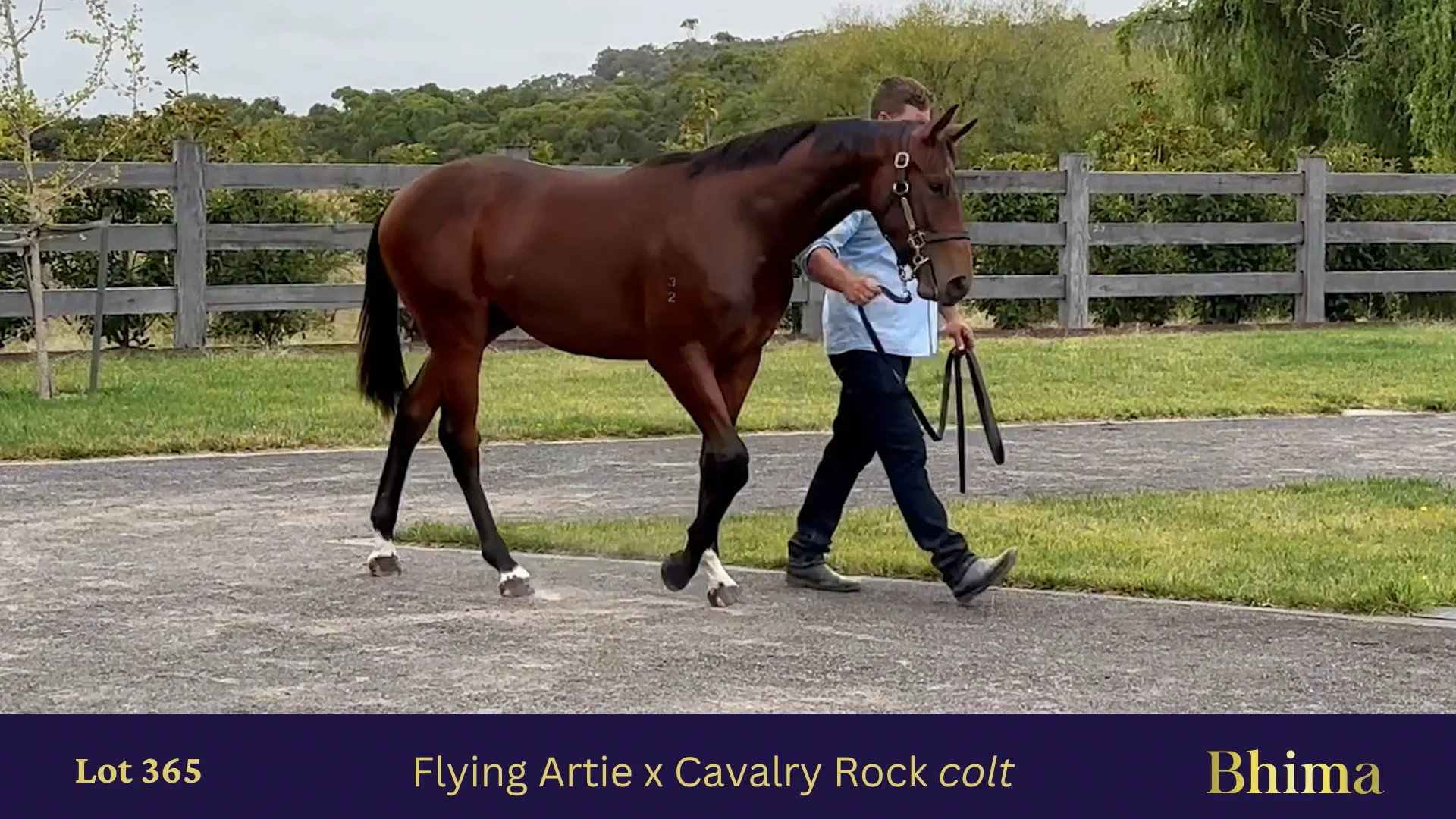 Lot 365 Flying Artie (AUS) x Cavalry Rock (AUS) on Vimeo