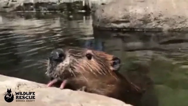 Beaver in Aquatic Mammal Enclosure on Vimeo