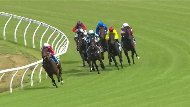 Shalaa - Stallion | Breednet