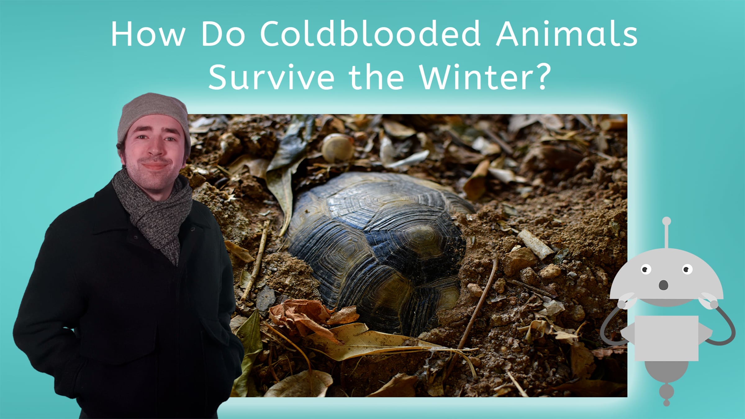 How Do Coldblooded Animals Survive the Winter?