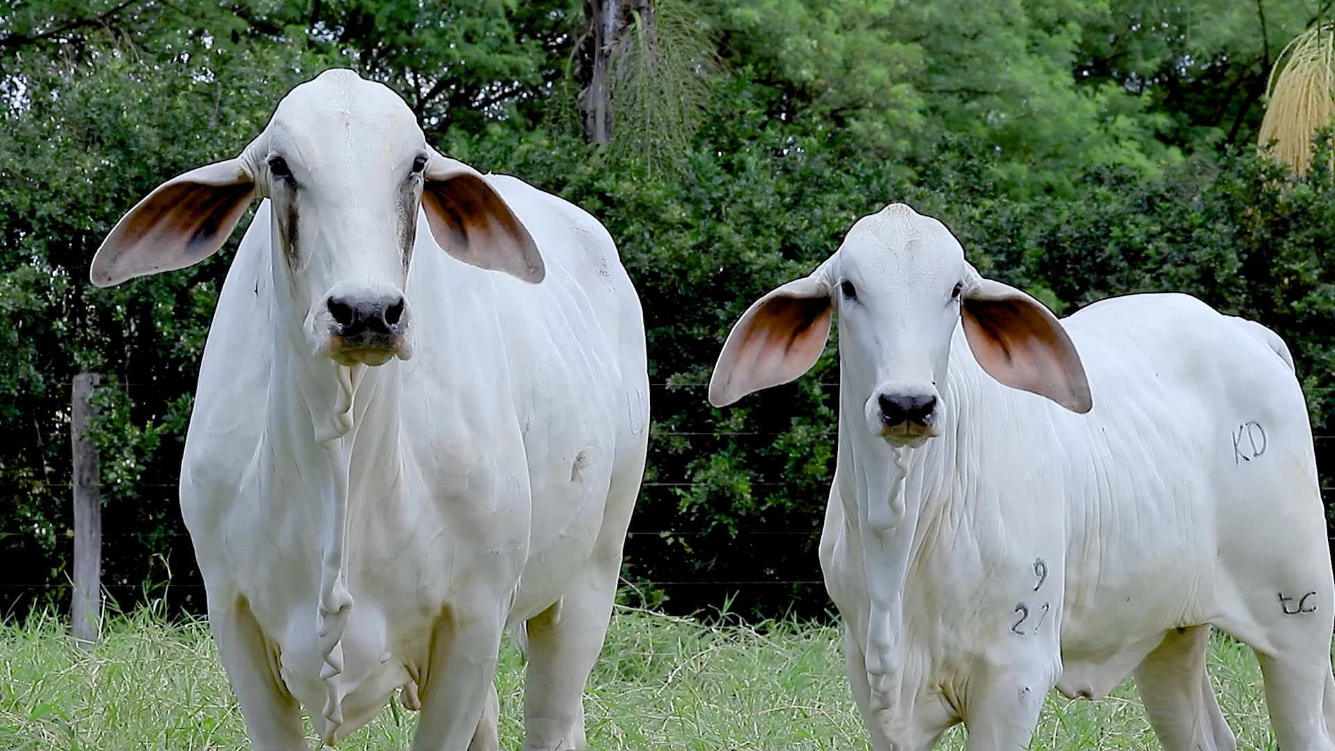 Lote 31 - CSCD 3 on Vimeo