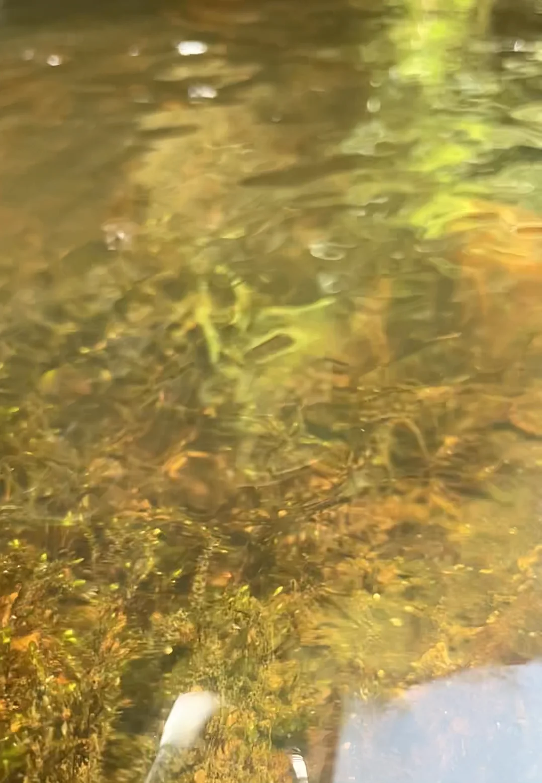 The Green Child | Hodge Beck | Lyn Wait Artist