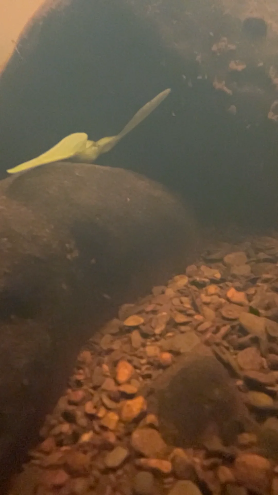 The Green Child 2 | Hodge Beck | Lyn Wait Artist on Vimeo