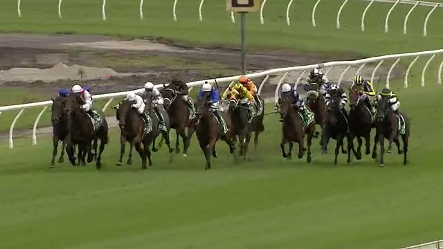 Pierro - Stallion | Breednet