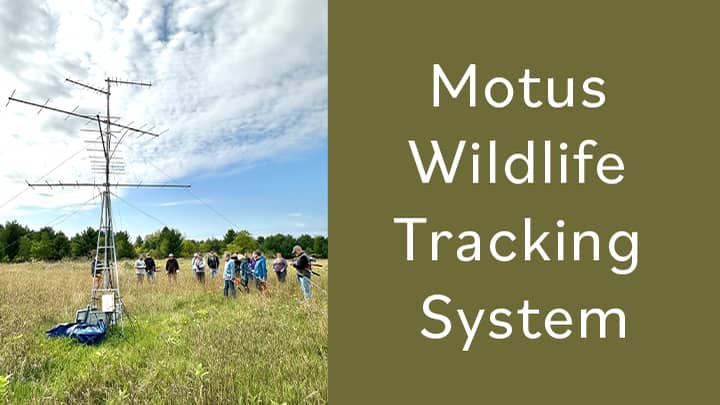 Webinar: Unlocking the Mysteries of Migration with the Motus Wildlife ...