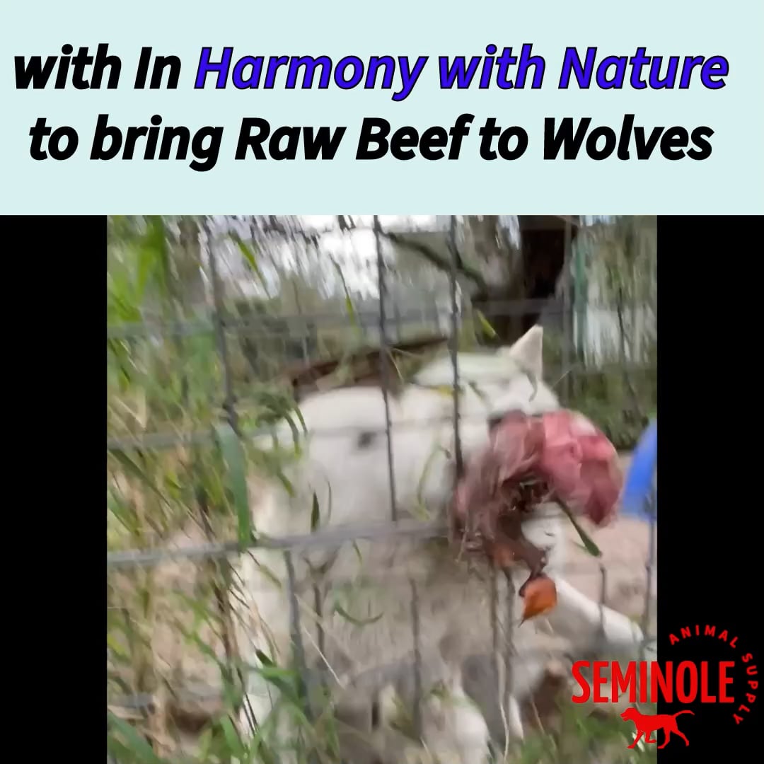 Convenient Raw Food Solution for Your Pets