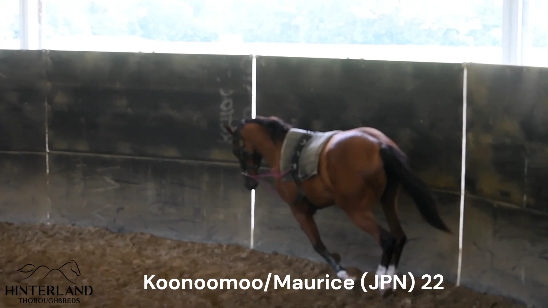 Koonoomoo x Maurice (JPN) 22