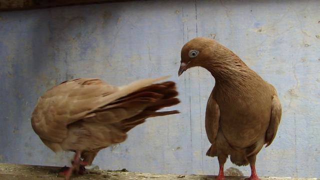 My Yellow Tipplers (Pair) on Vimeo