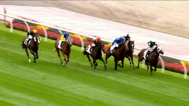 Zoustar - Stallion | Breednet