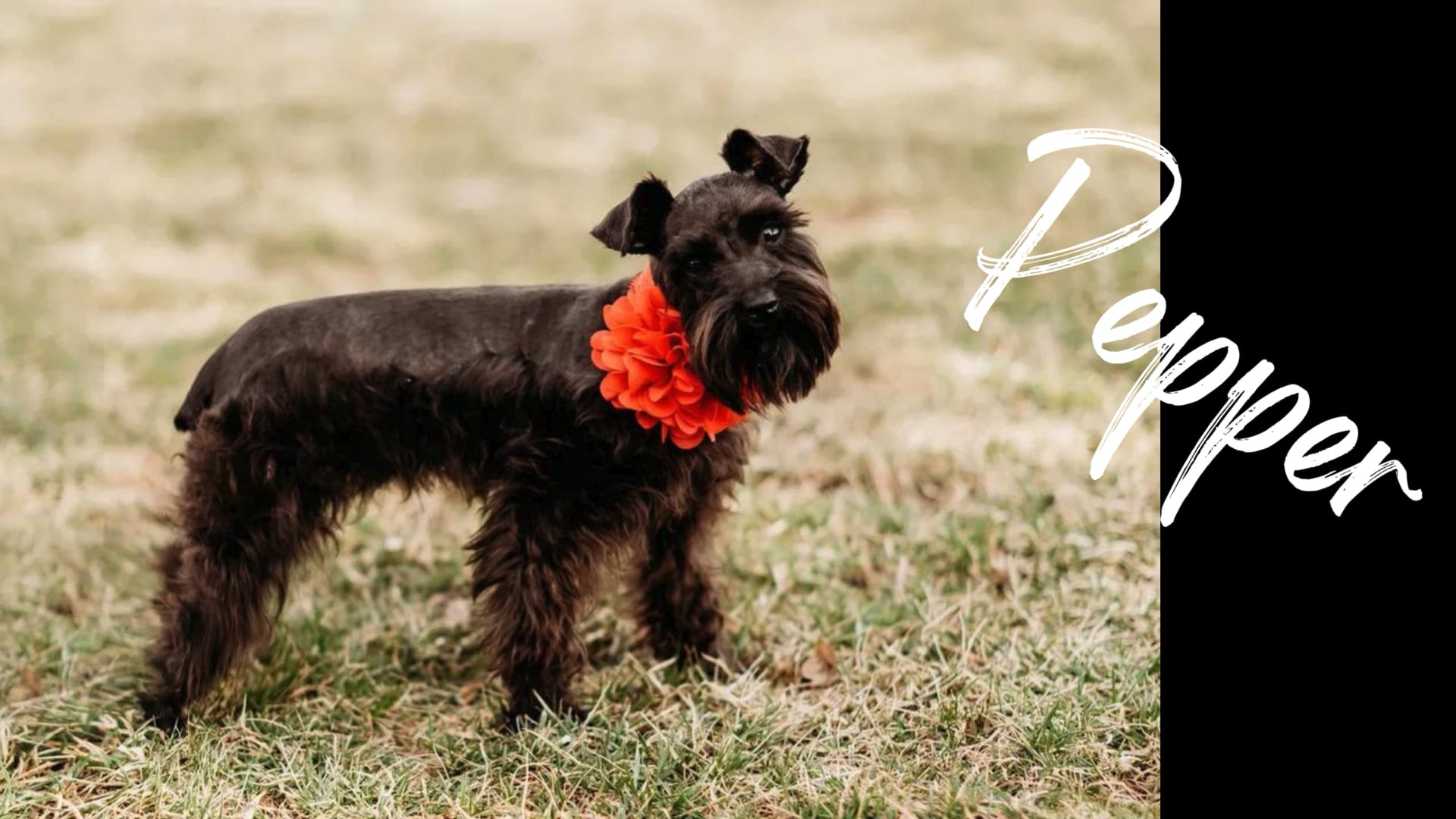 Aslan Kingdom Kennel - Miniature Schnauzer, Puppies, Dog Breeds