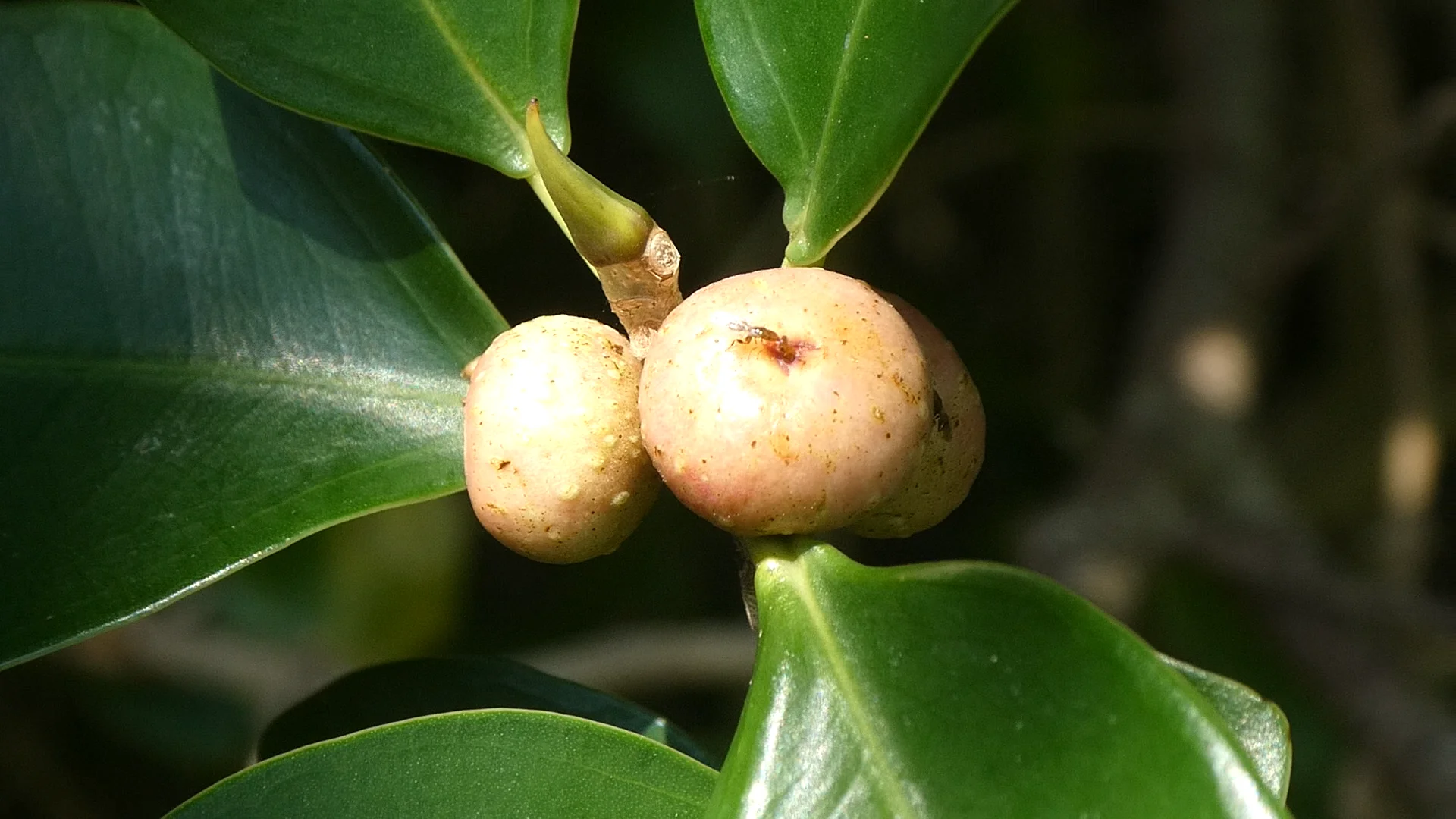 Indian Laurel (Ficus microcarpa) fruit, Bermuda on Vimeo