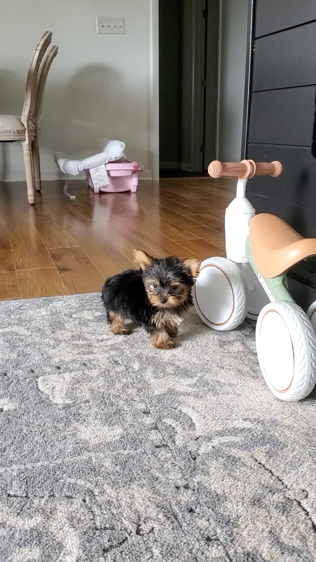 Marina - Yorkshire Terrier - Yorkie puppy for sale on Vimeo