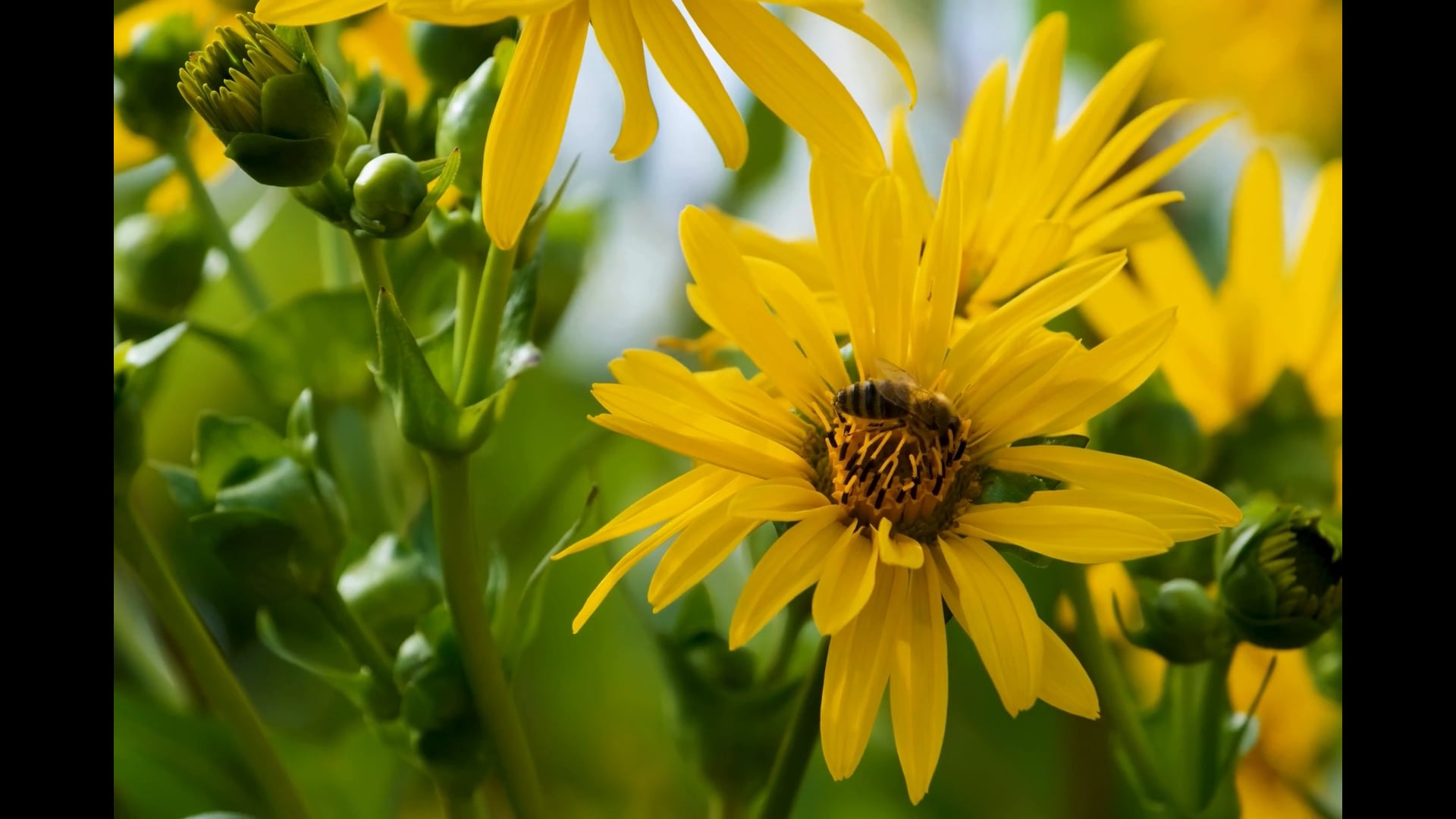 Kentucky Beekeepers Association | Beekeeping Experts
